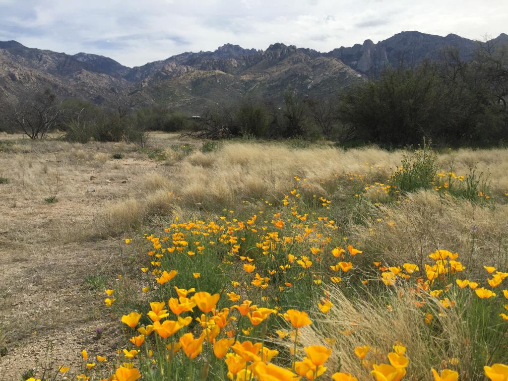 Springtime is Desert Wildflower Time - Discover Marana