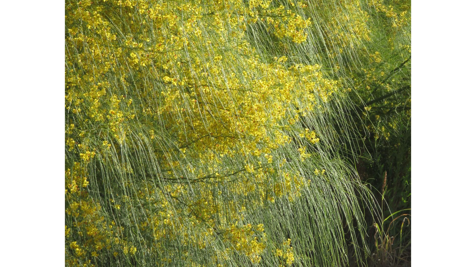 El Rio Preserve - Discover Marana