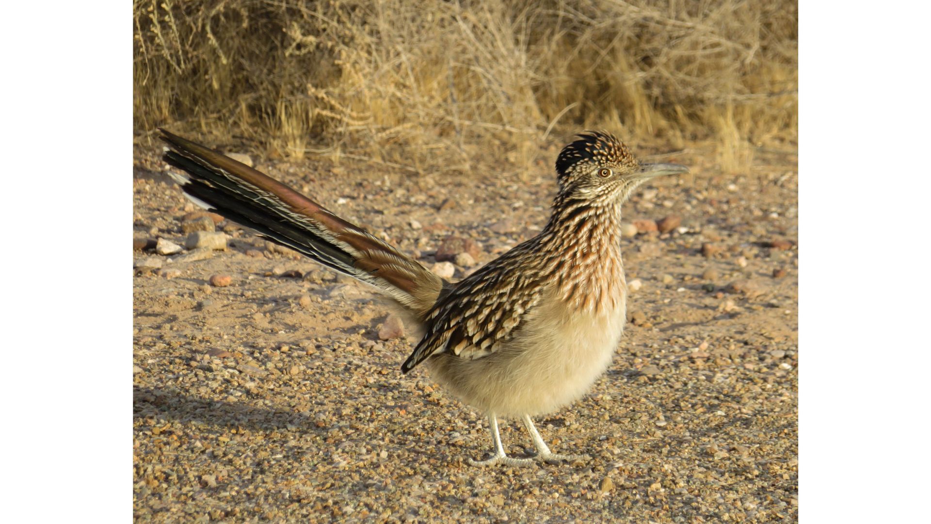 El Rio Preserve - Discover Marana