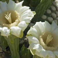 Saguaro Cactus Flower: Arizona State Flower | Discover Marana